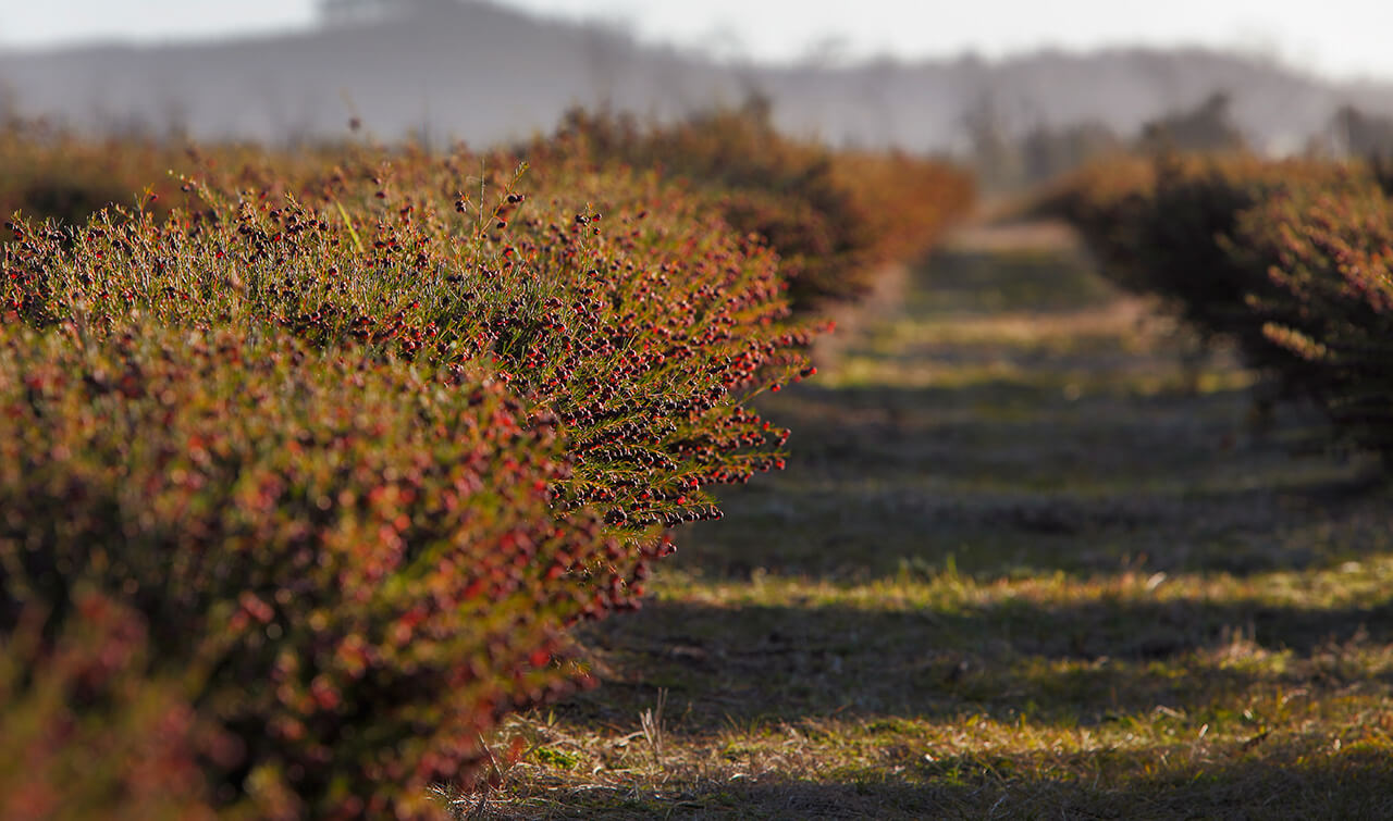 Coastal Tea Tree & Kunzea Oil - Jandico